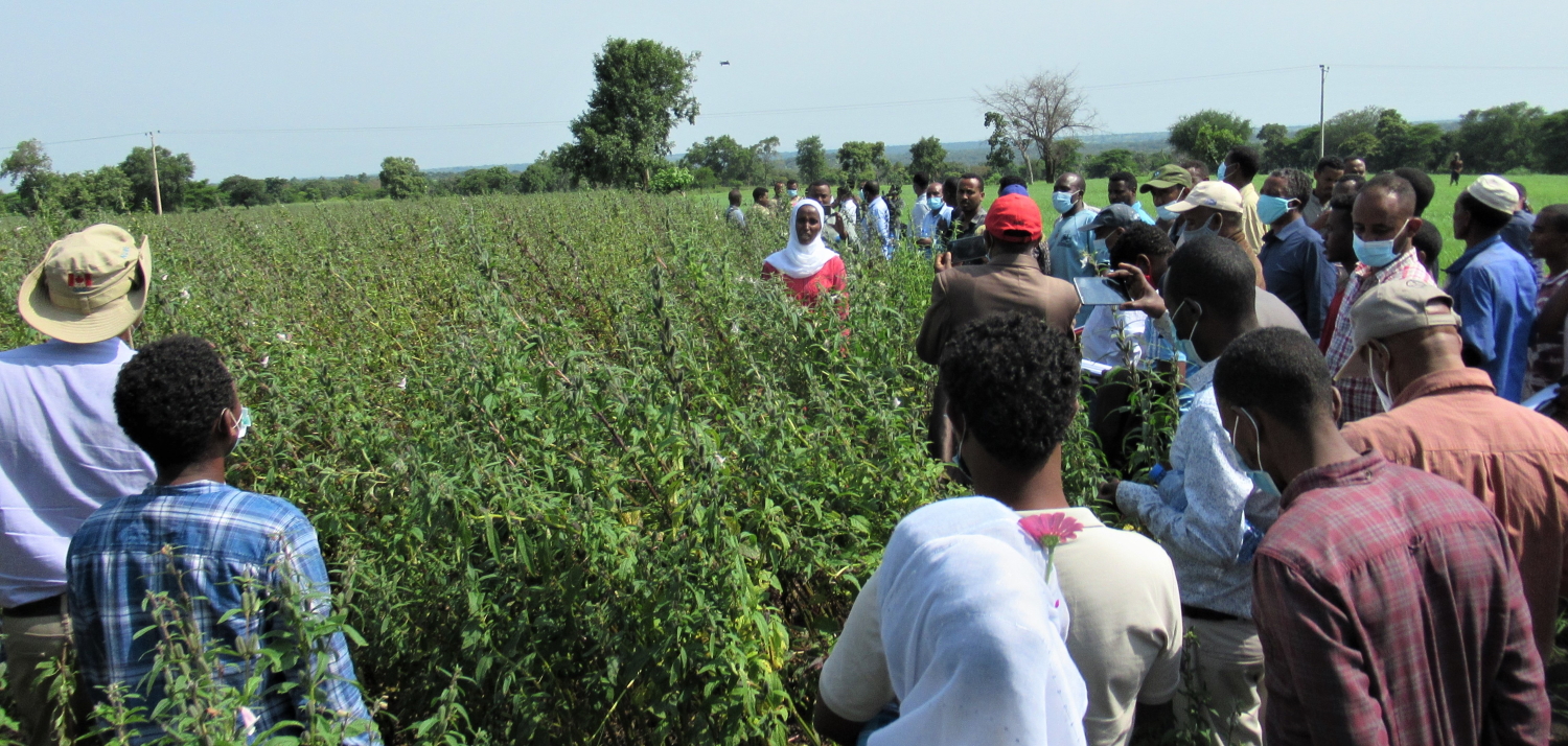 Field visit conducted at Metema woreda – Sesame Business Network ...